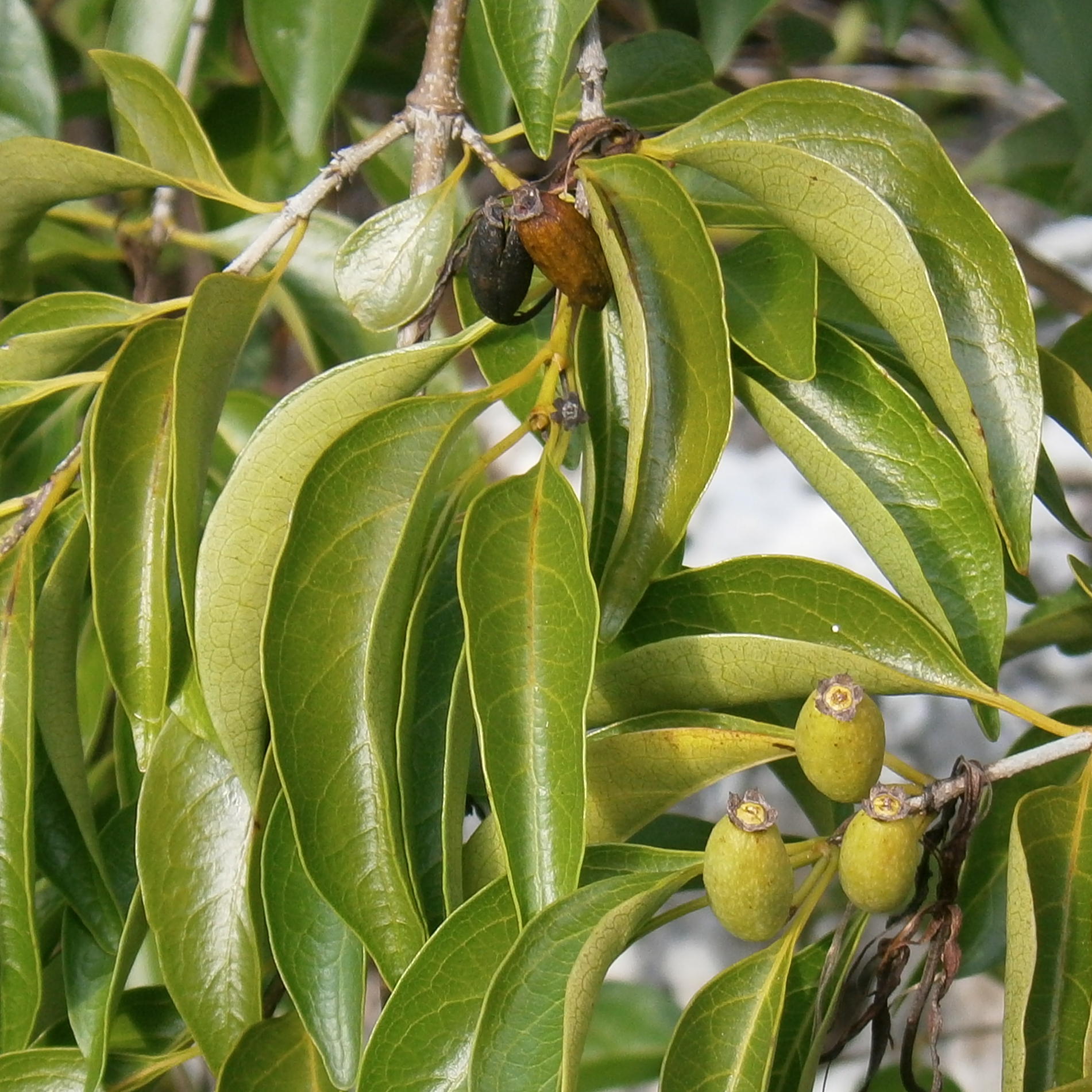Exostema caribaeum / Yellow Ironwood; Bastard Ironwood; Caribbean ...